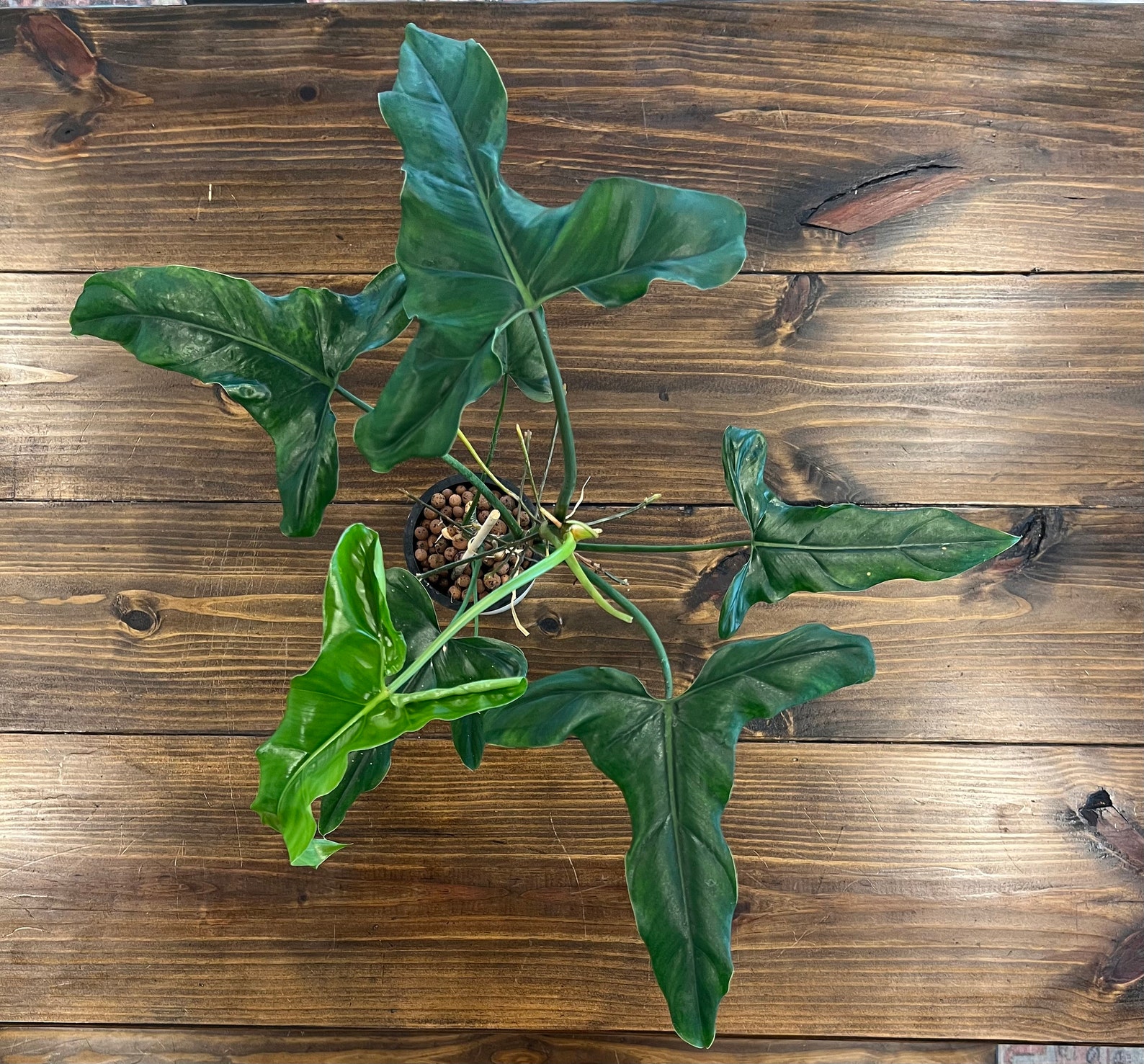 Large Philodendron Delinksii - Etsy