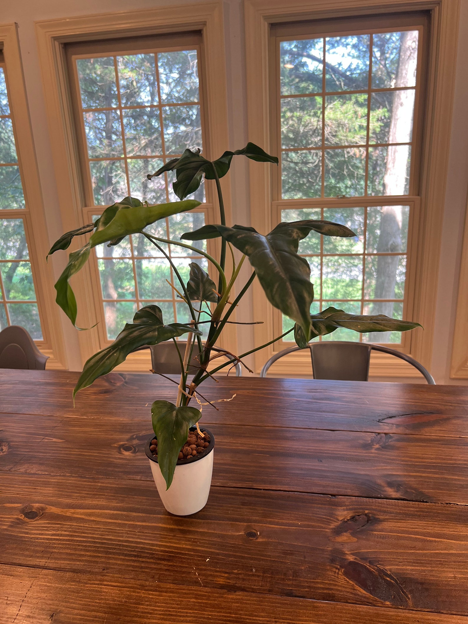 Large Philodendron Delinksii - Etsy