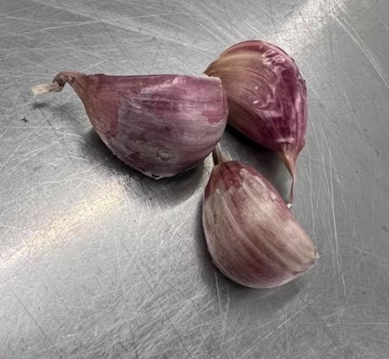 Purple Glazer Garlic Bulbs Hardneck for Cooking or Seed Planting ...