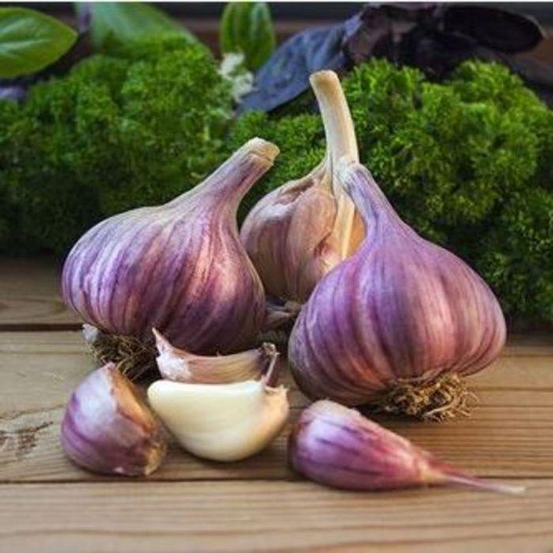 Purple Glazer Garlic Bulbs Hardneck for Cooking or Seed Planting ...