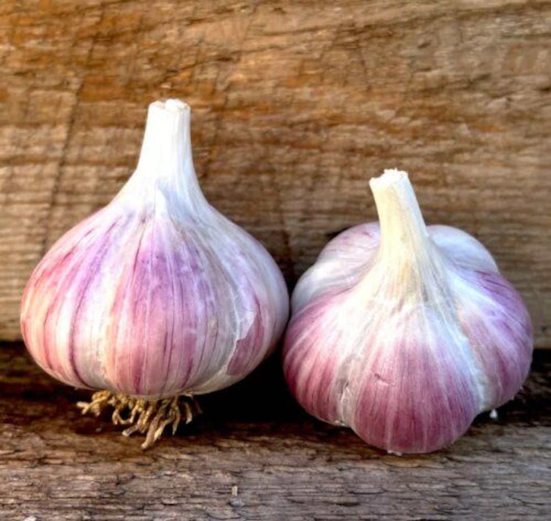 Turkish Red Garlic Bulbs Hardneck Marbled Purple Stripe for Cooking or ...