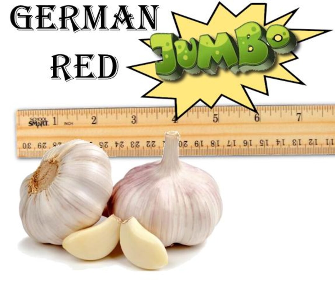JUMBO German Red Garlic Bulbs Hardneck for Cooking or Seed Planting ...