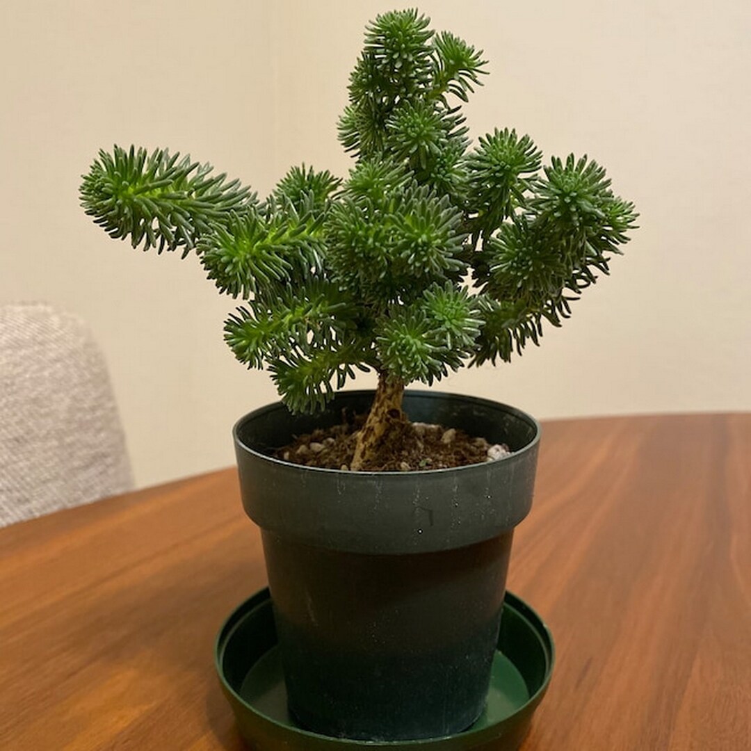 The Sedum Multiceps miniature Joshua Tree by - Etsy