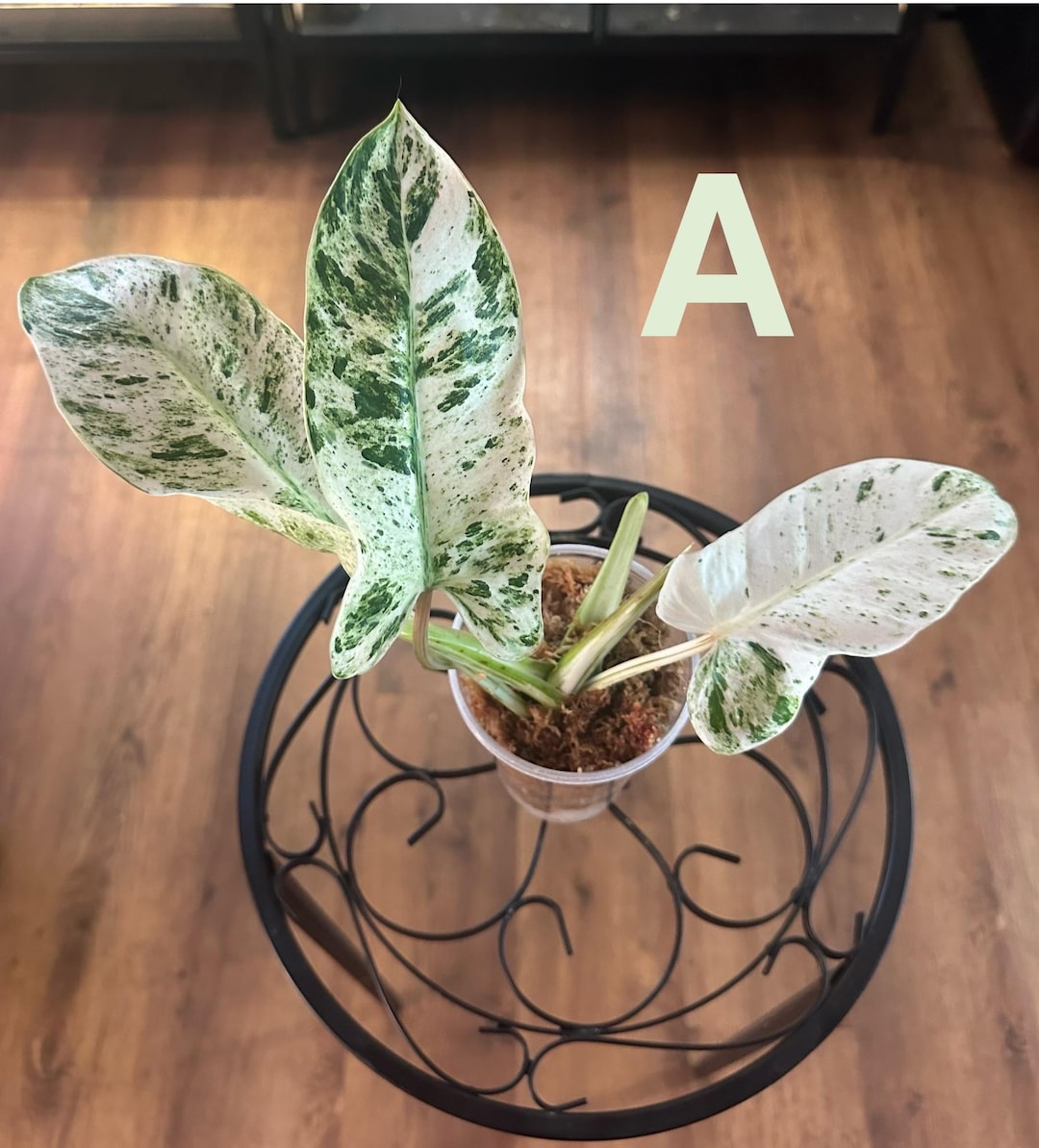 Philodendron Emerald Ice - Etsy