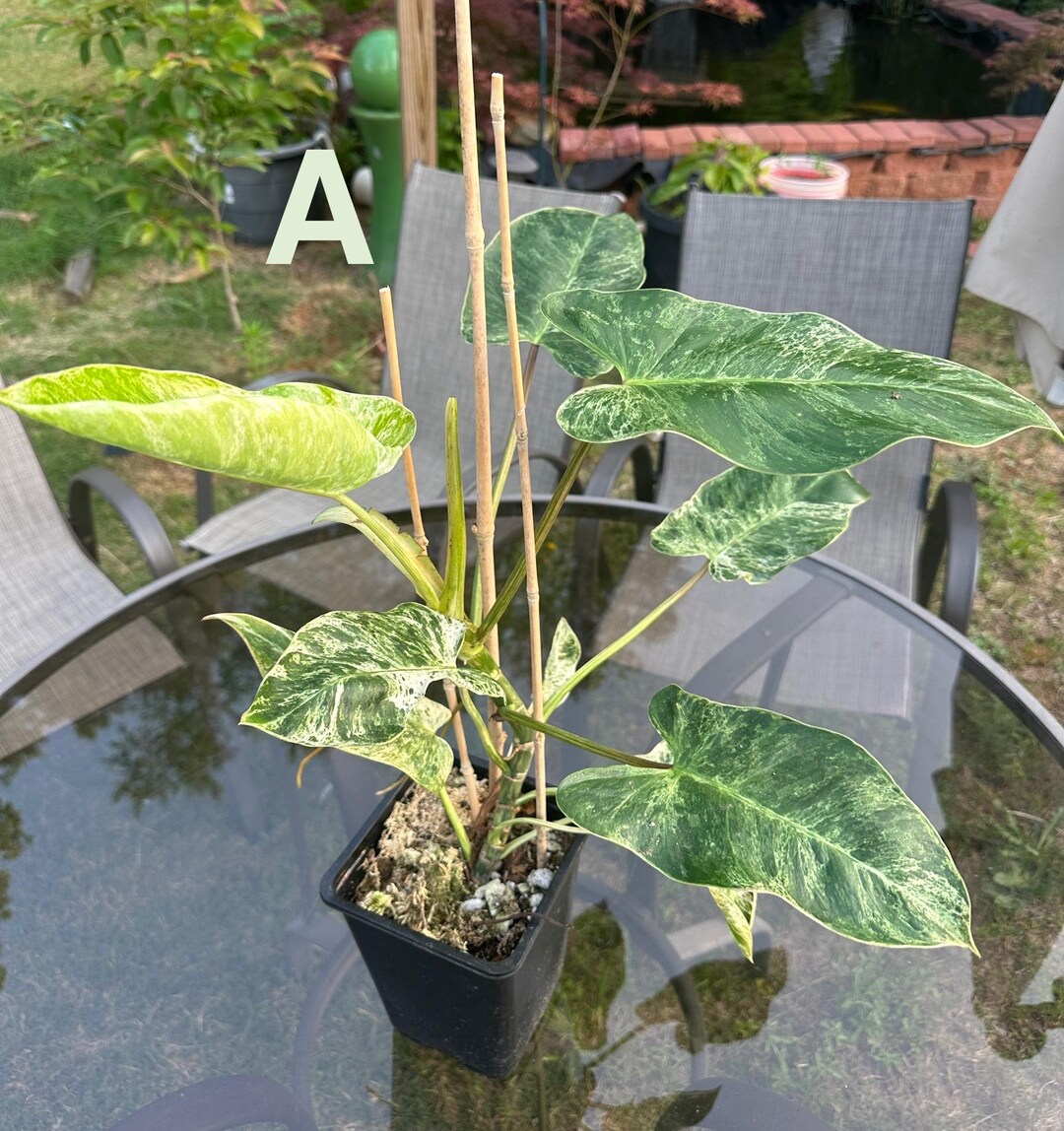 Philodendron Emerald Ice - Etsy