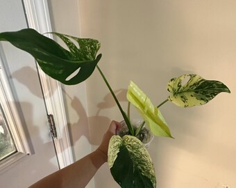 Monstera NOID Mint Intermediate Form Barry's Mint Monstera Jungle Mint ...