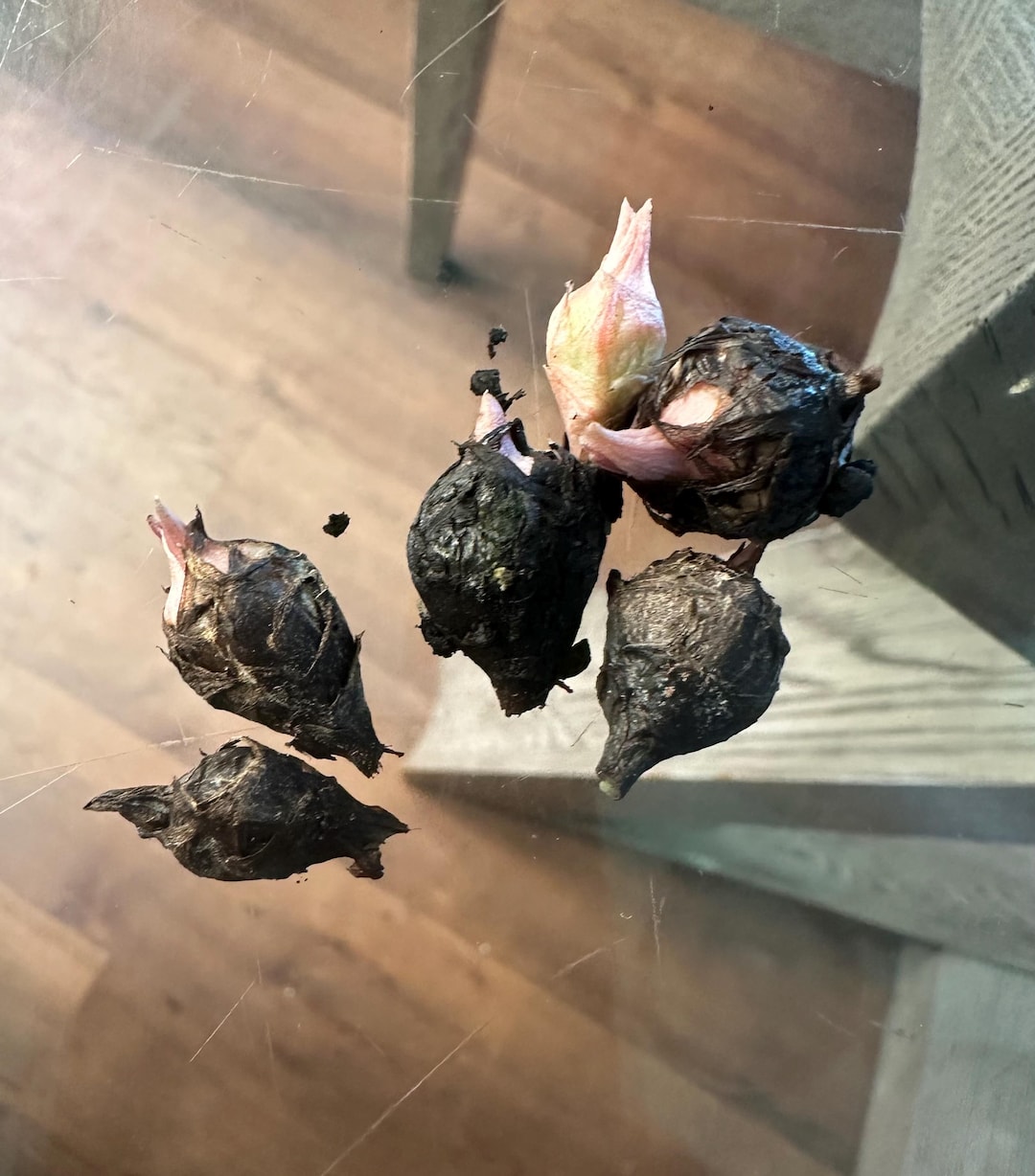 Corm Bundle (black Velvet Pink, Pseudo Pink, Pseudo Aurea) - Etsy