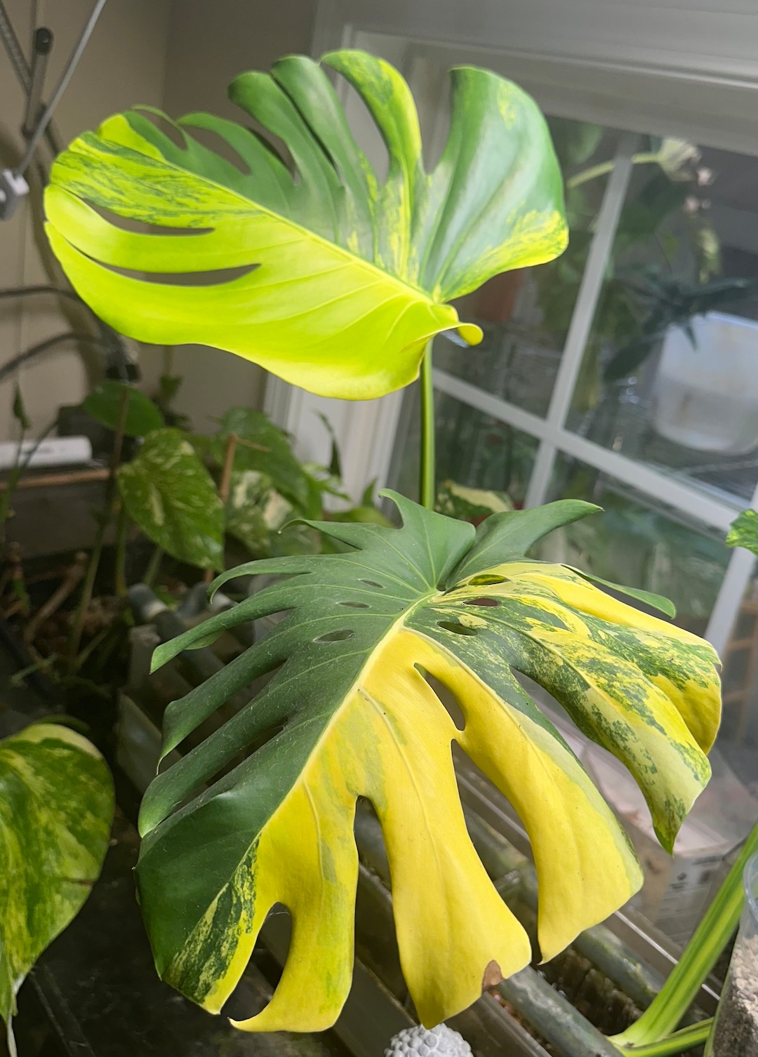 Monstera Aurea, Large Form - Etsy