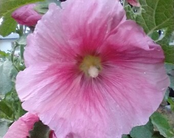 Alcea Rosea Spring Celebrities Hollyhock Flower Seeds Mix 20 Seeds - Etsy