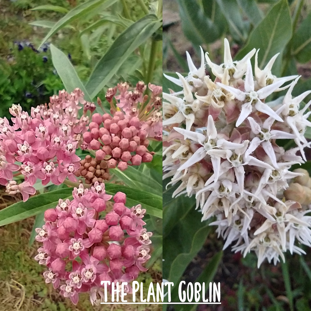 Pink Swamp and White Showy Milkweed Seed Bundle 100+ Seeds - Etsy