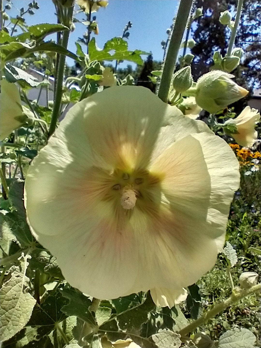 Yellow Hollyhocks 50 Seeds Alcea Rosea Pale Pastel Peach - Etsy