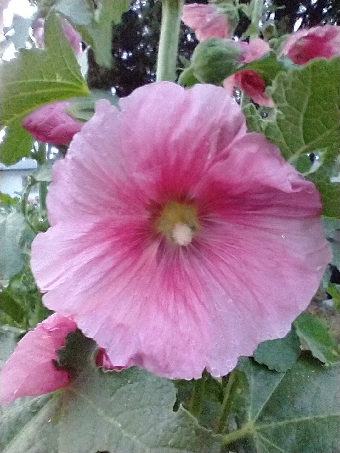 Light Pink Hollyhocks 50+ Seeds - Alcea Rosea Soft Pink Flowers - Etsy