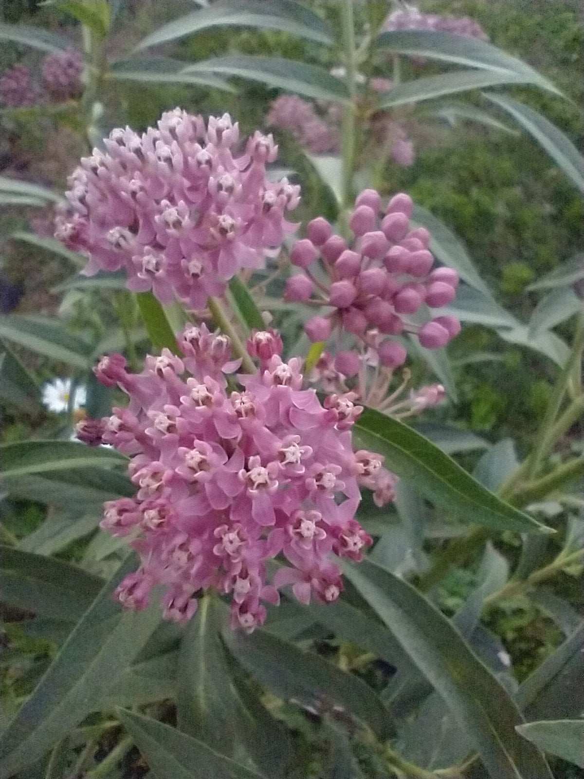 Soulmate Pink Swamp Milkweed 15 Seeds Asclepias Incarnata - Etsy