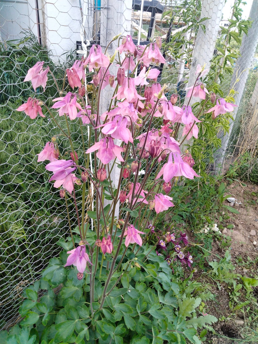 Light Purple and Pink Mckana Giant Columbine Seeds - 100+ Perennial ...