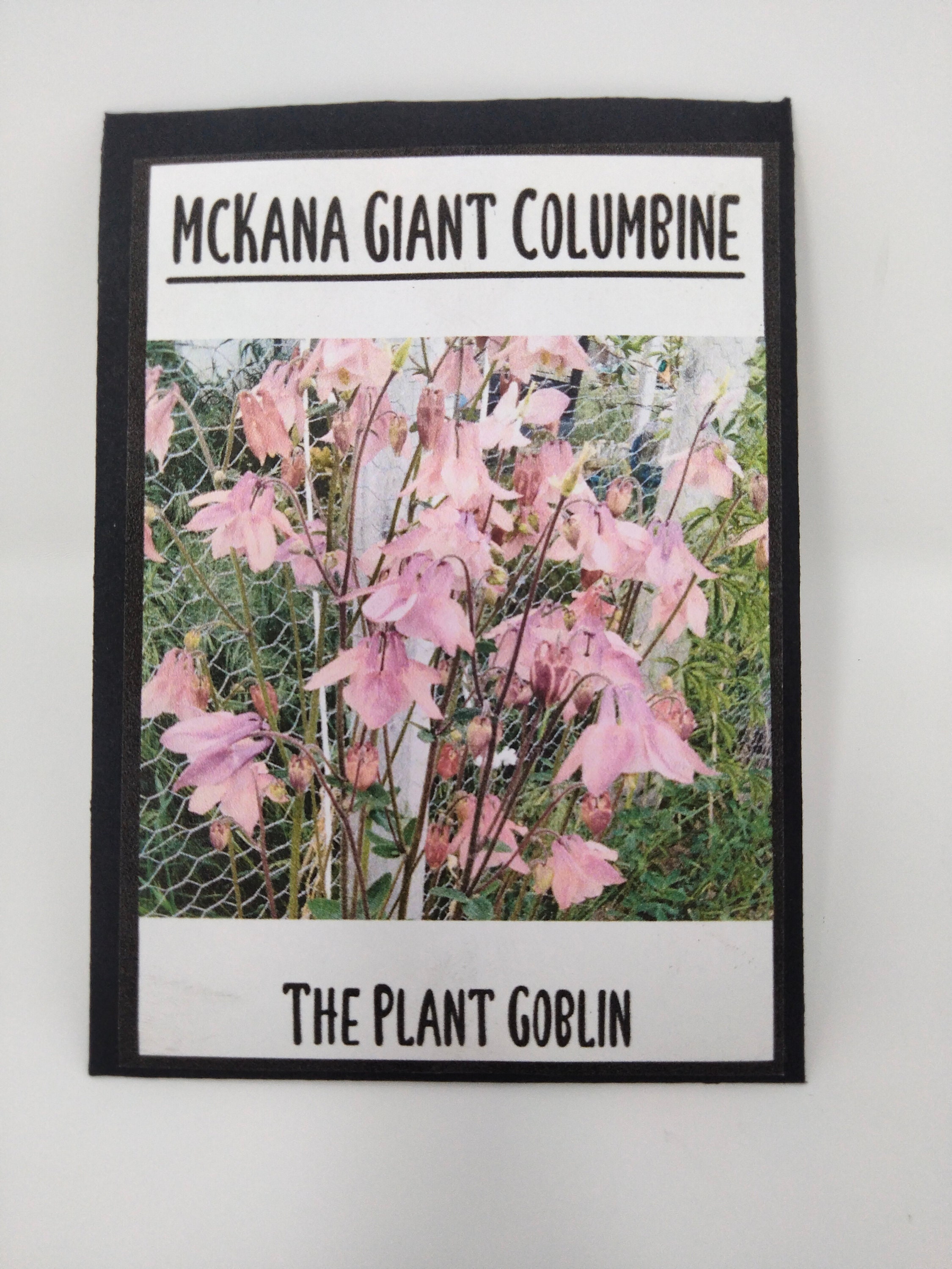 Light Purple and Pink Mckana Giant Columbine Seeds 100 - Etsy