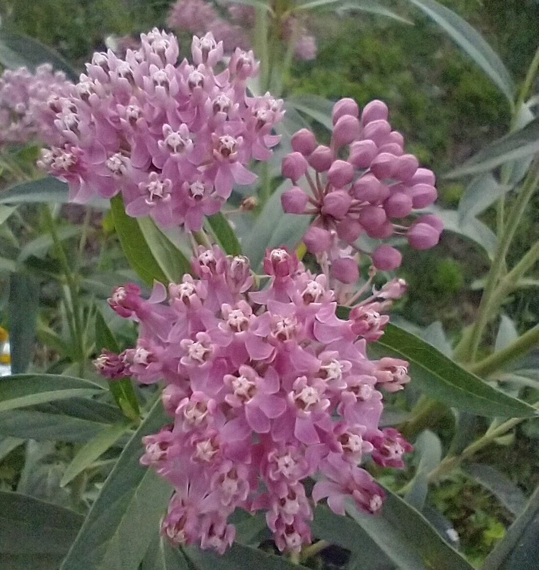 Soulmate Pink Swamp Milkweed 15 Seeds Asclepias Incarnata - Etsy