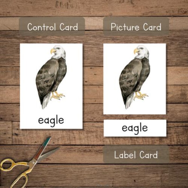 Woodland Animal Nomenclature Cards, Preschool Toddler 3-part Cards ...