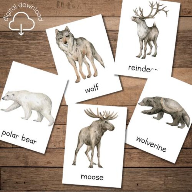 Polar Animal Nomenclature 3-part Cards, Montessori Homeschool Activity ...