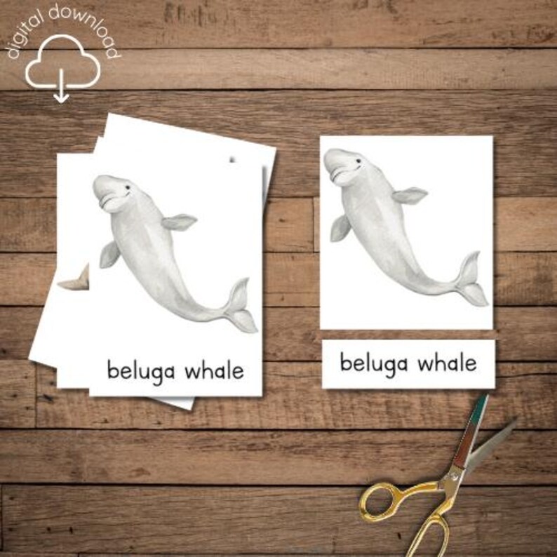 Polar Animal Nomenclature 3-part Cards, Montessori Homeschool Activity ...