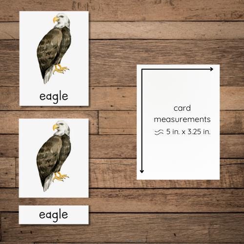 Woodland Animal Nomenclature Cards, Preschool Toddler 3-part Cards ...