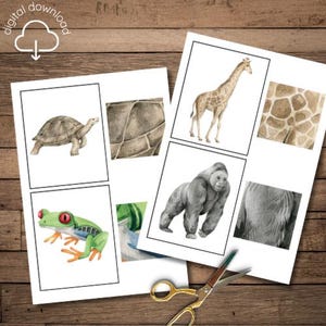 Animal Pattern Matching Activity, Toddler Preschool Nature Study ...