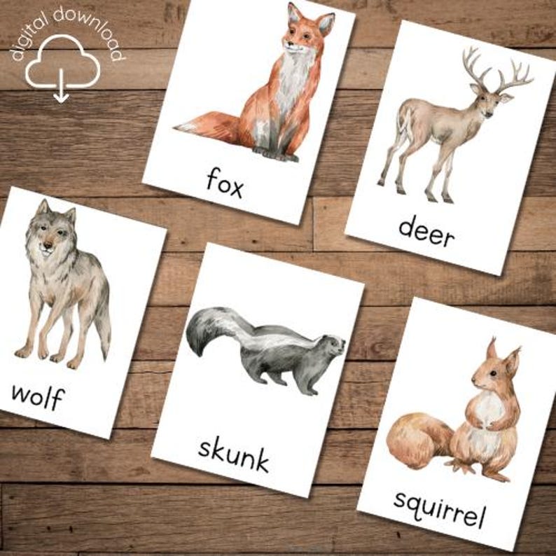Woodland Animal Nomenclature Cards, Preschool Toddler 3-part Cards ...
