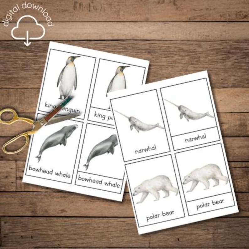 Polar Animal Nomenclature 3-part Cards, Montessori Homeschool Activity ...