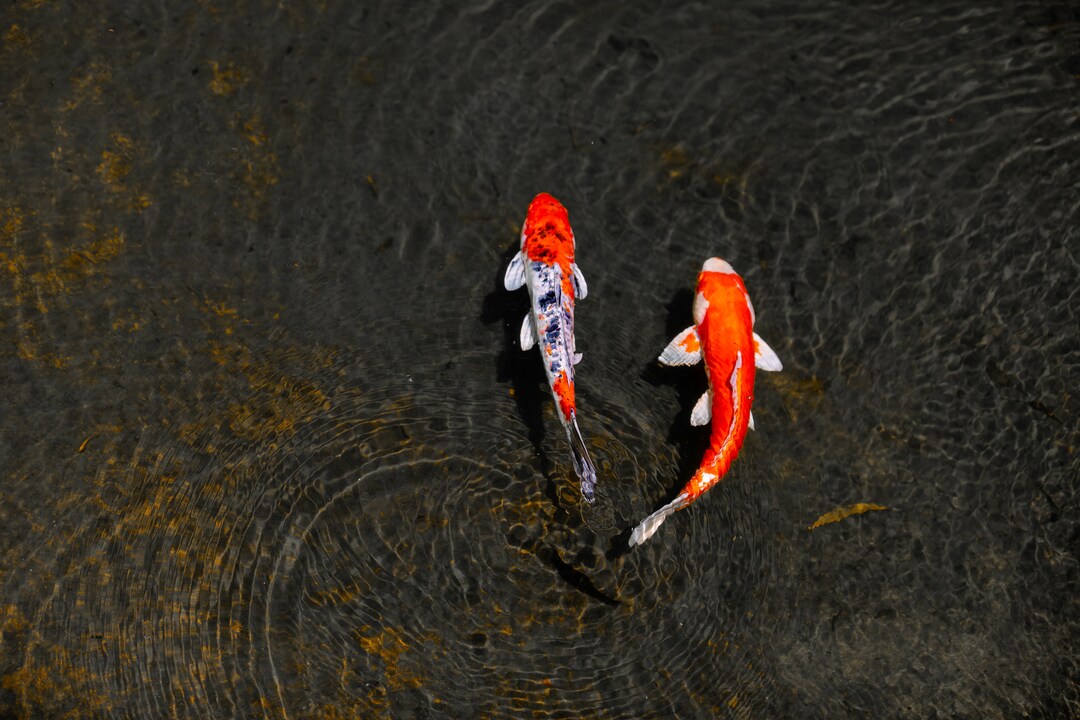 Fine Art, Koi, Luck Fish Photo Print - Prosperity in Motion I - Etsy