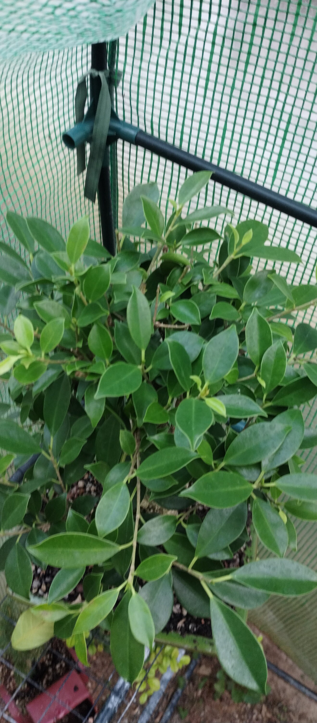 17 Year Old Tiger Bark Ficus Bonsia Tree Specimen - Etsy