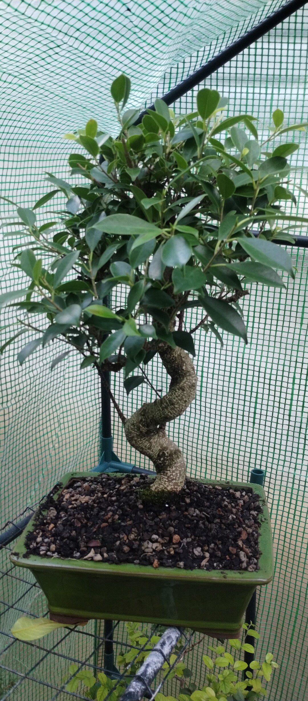 17 Year Old Tiger Bark Ficus Bonsia Tree Specimen - Etsy