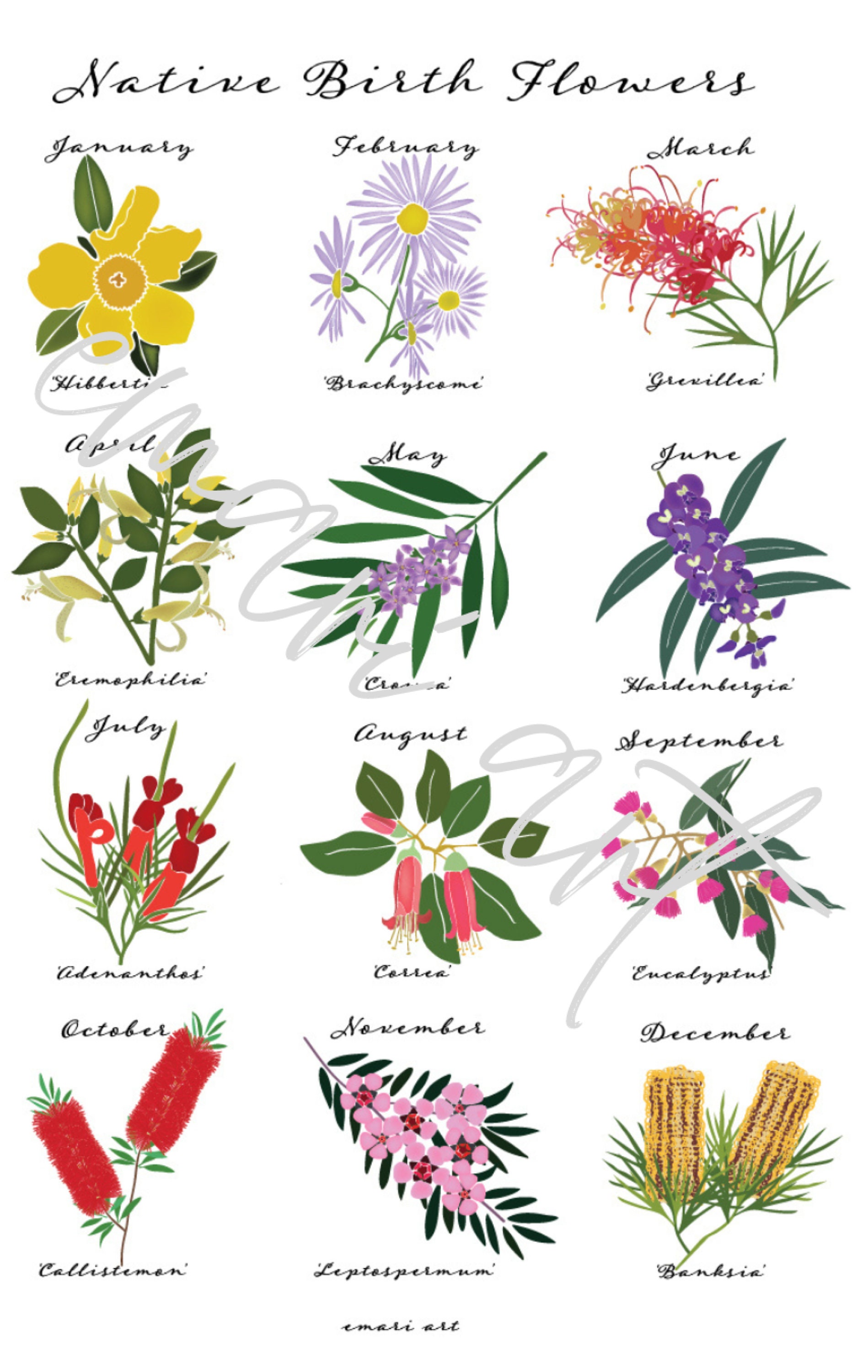 Native Australian Birth Flowers Poster | Native Birth Flower Poster ...