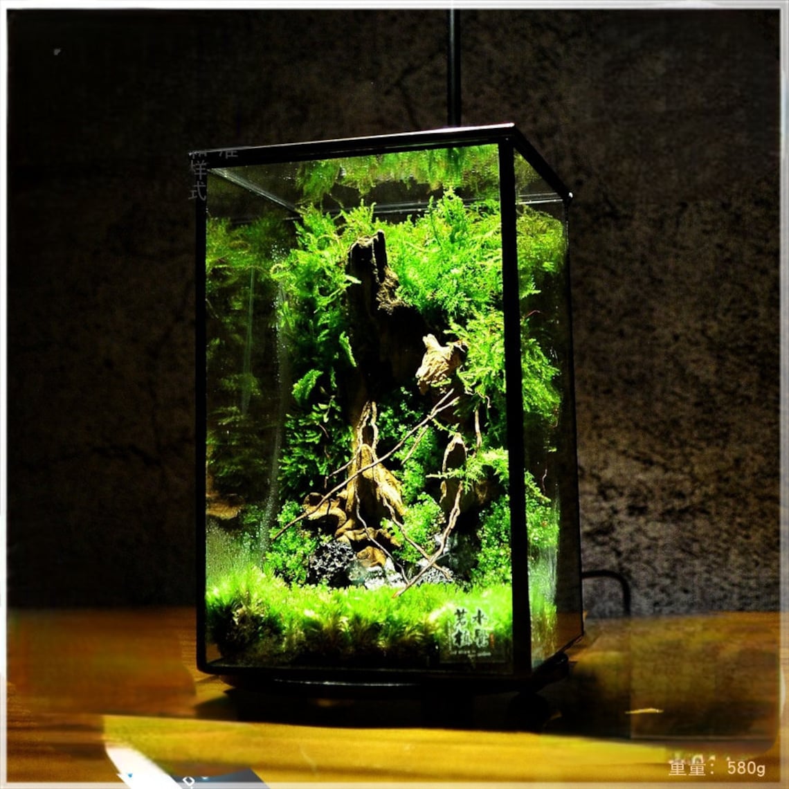 Vertex ZERO (S) Rectangular Moss Micro Landscape Terrarium - Glass ...