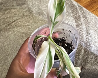 Musa Ornata Lavender Banana Live Rhizome Tropical Plant Exotic - Etsy