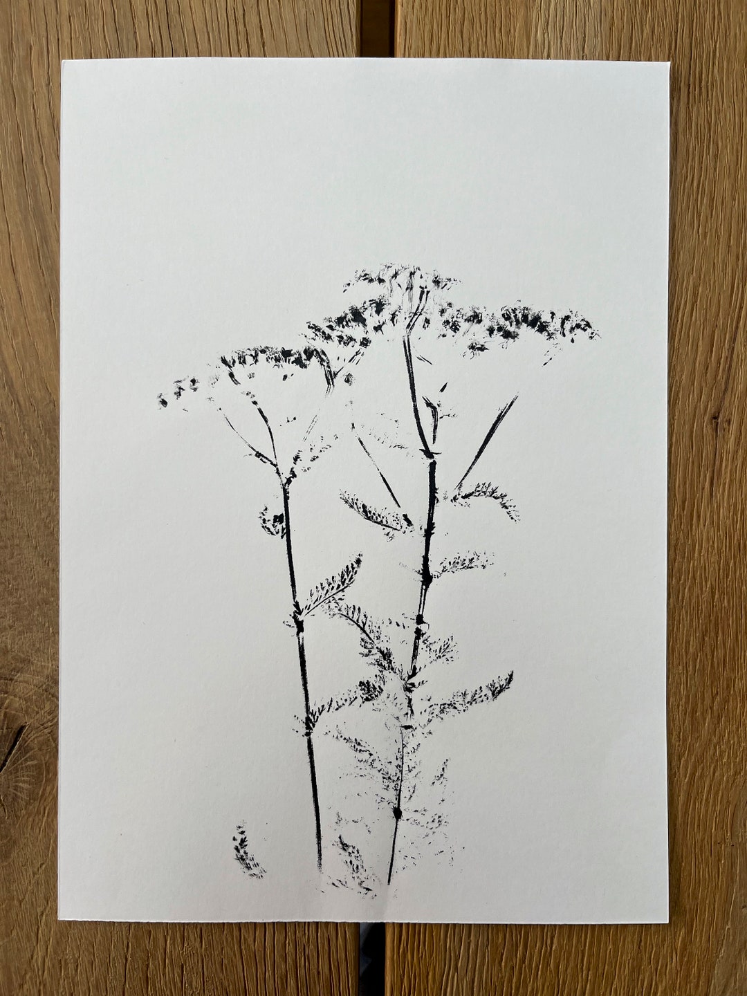 Botanical Print of Yarrow print A, Botanical Wall Art, Ink Printed ...
