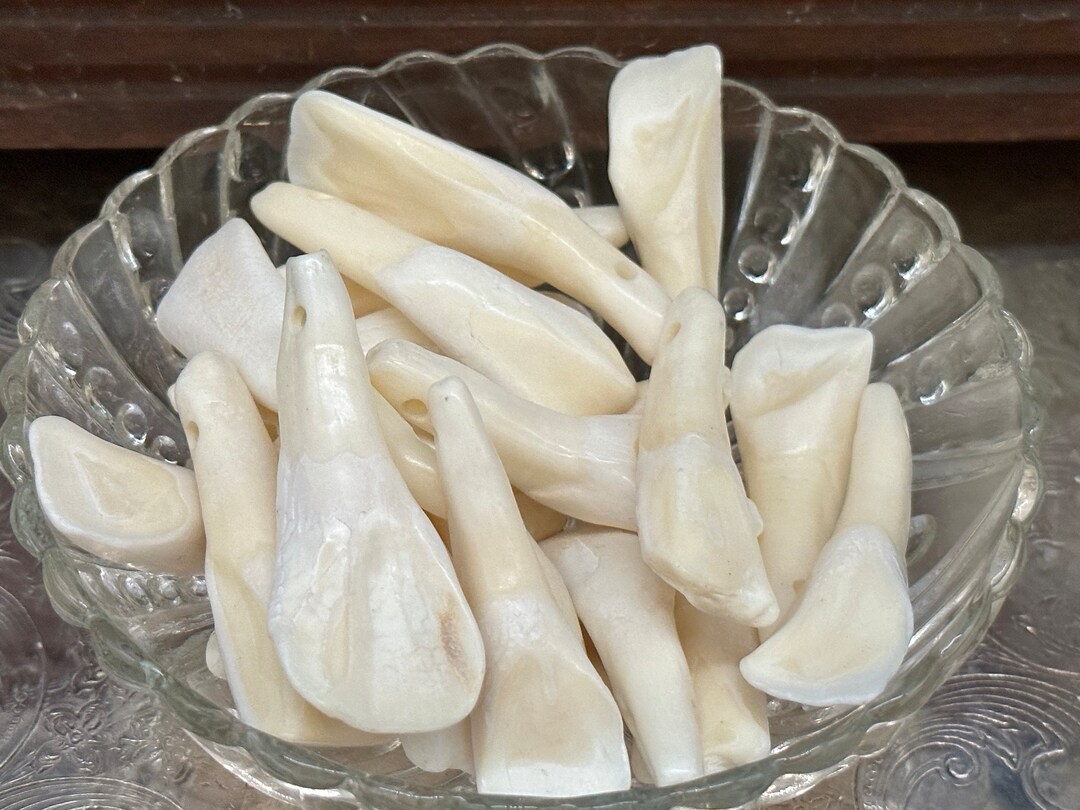 Authentic Bison Tooth/ Buffalo Tooth/ Oddities/ Curiosities/ Goblincore ...