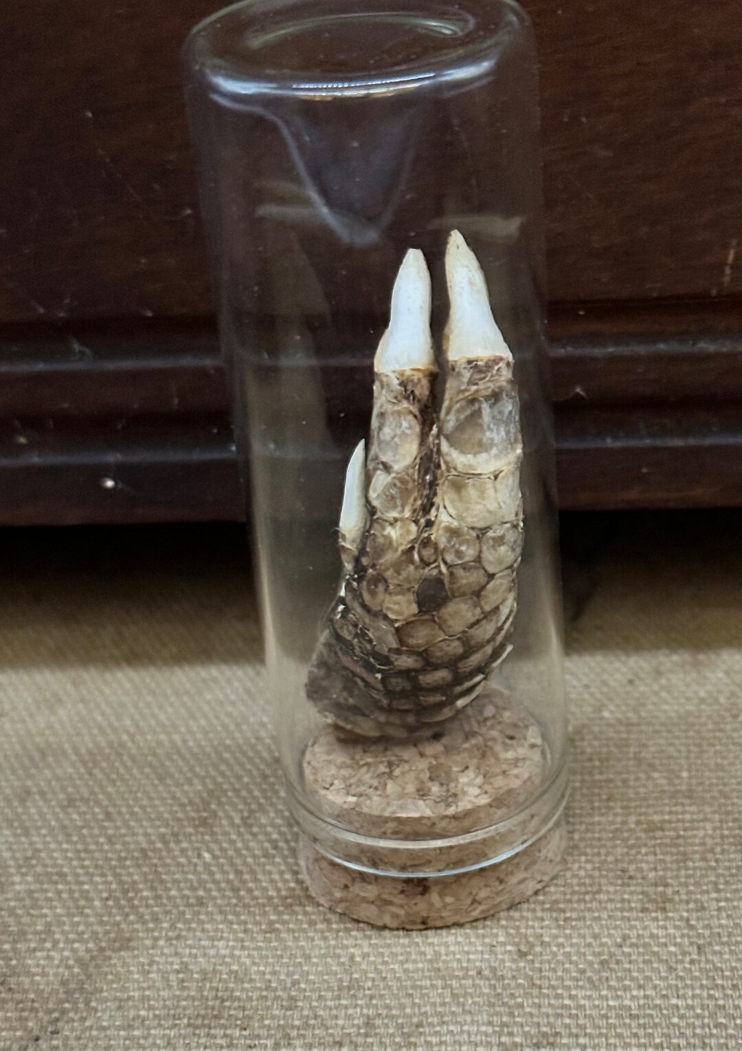 Mummified Armadillo Foot in Glass Vial/ Oddities/ Curiosities/ - Etsy