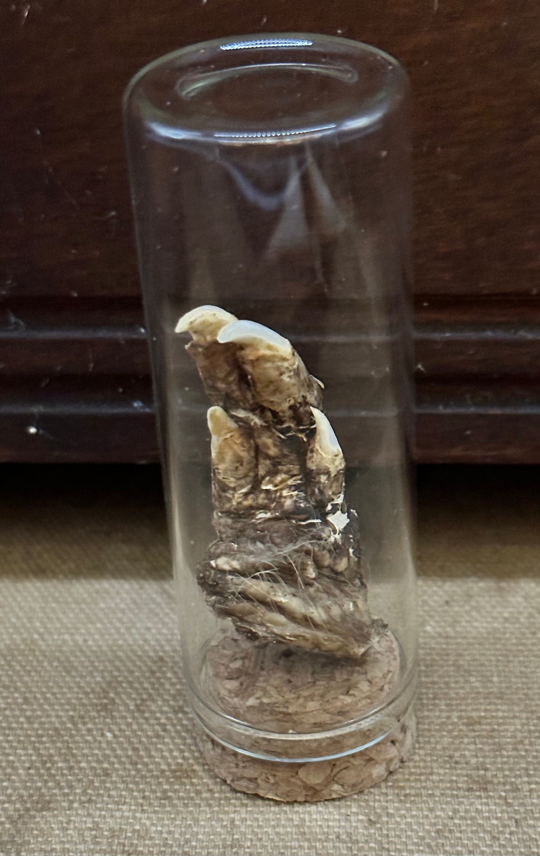 Mummified Armadillo Foot in Glass Vial/ Oddities/ Curiosities/ - Etsy