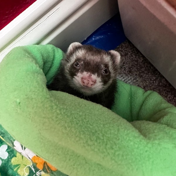 Ferret Bedding - Etsy