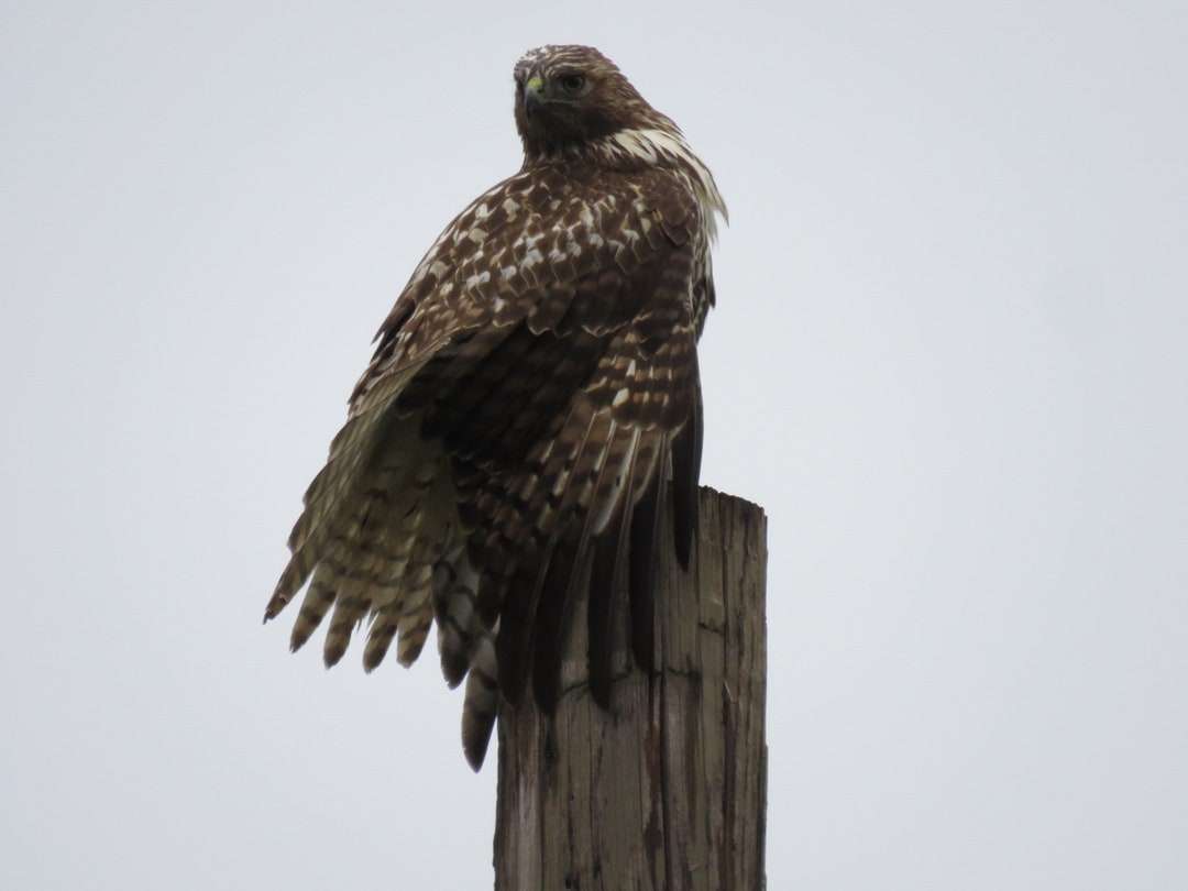 Red Tailed Hawk Facts