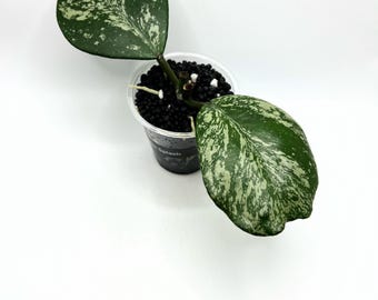 Hoya Mathilde Super Splash#s1 - Etsy