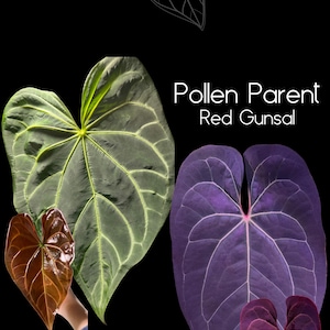 WhisperRockTropicals - Etsy