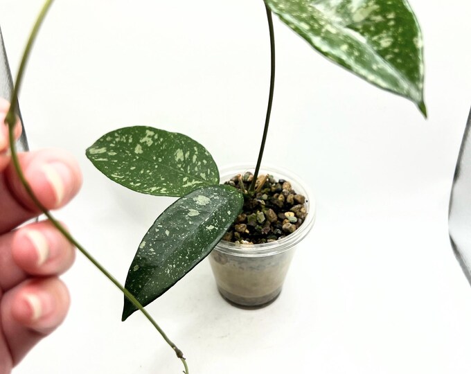 Hoya Lai Chau Splash - Etsy