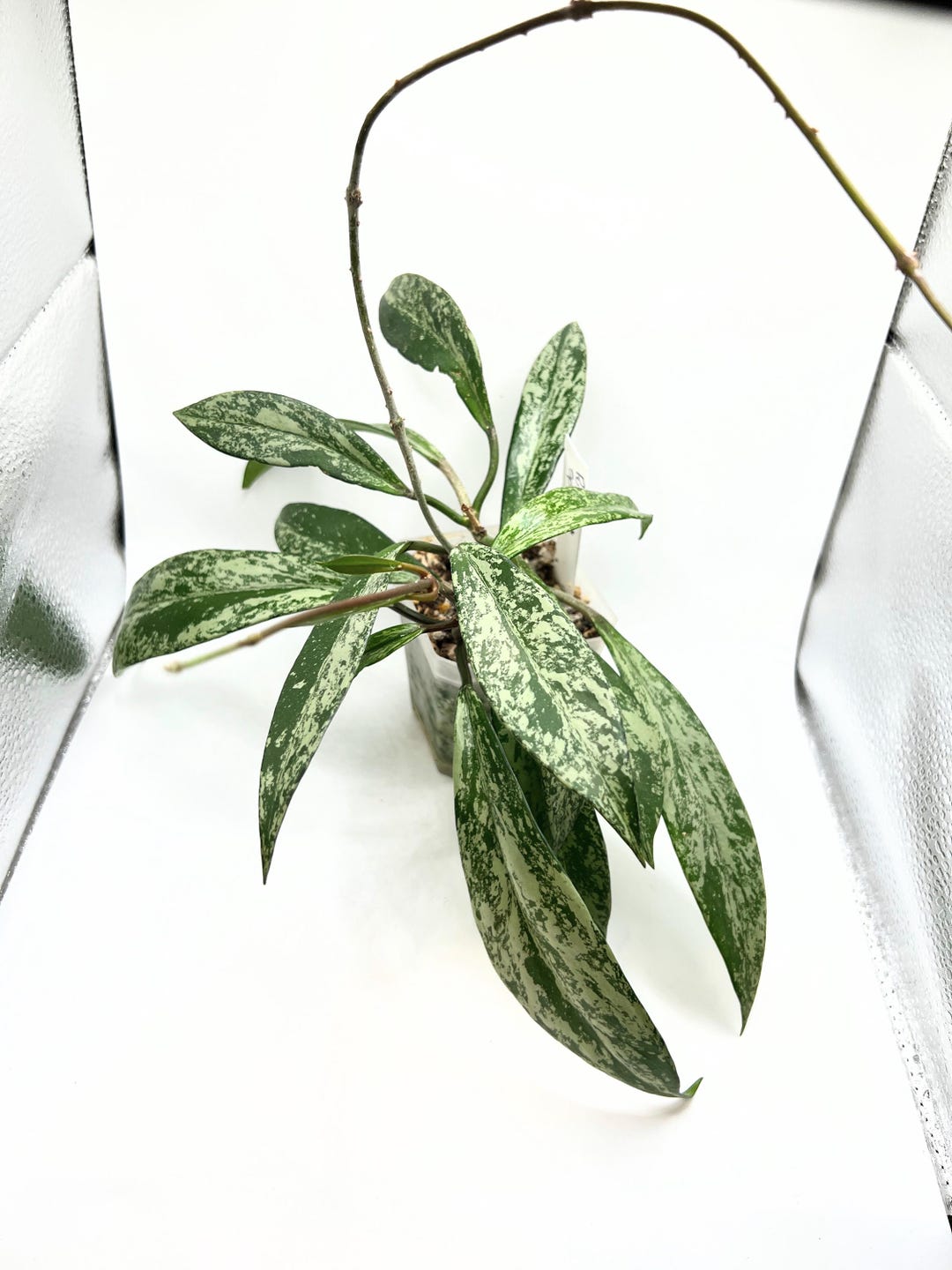 Hoya Pubicalyx Super Splash - Etsy