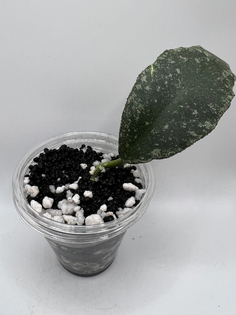 Hoya Waymaniae Cloudy Sky - Etsy