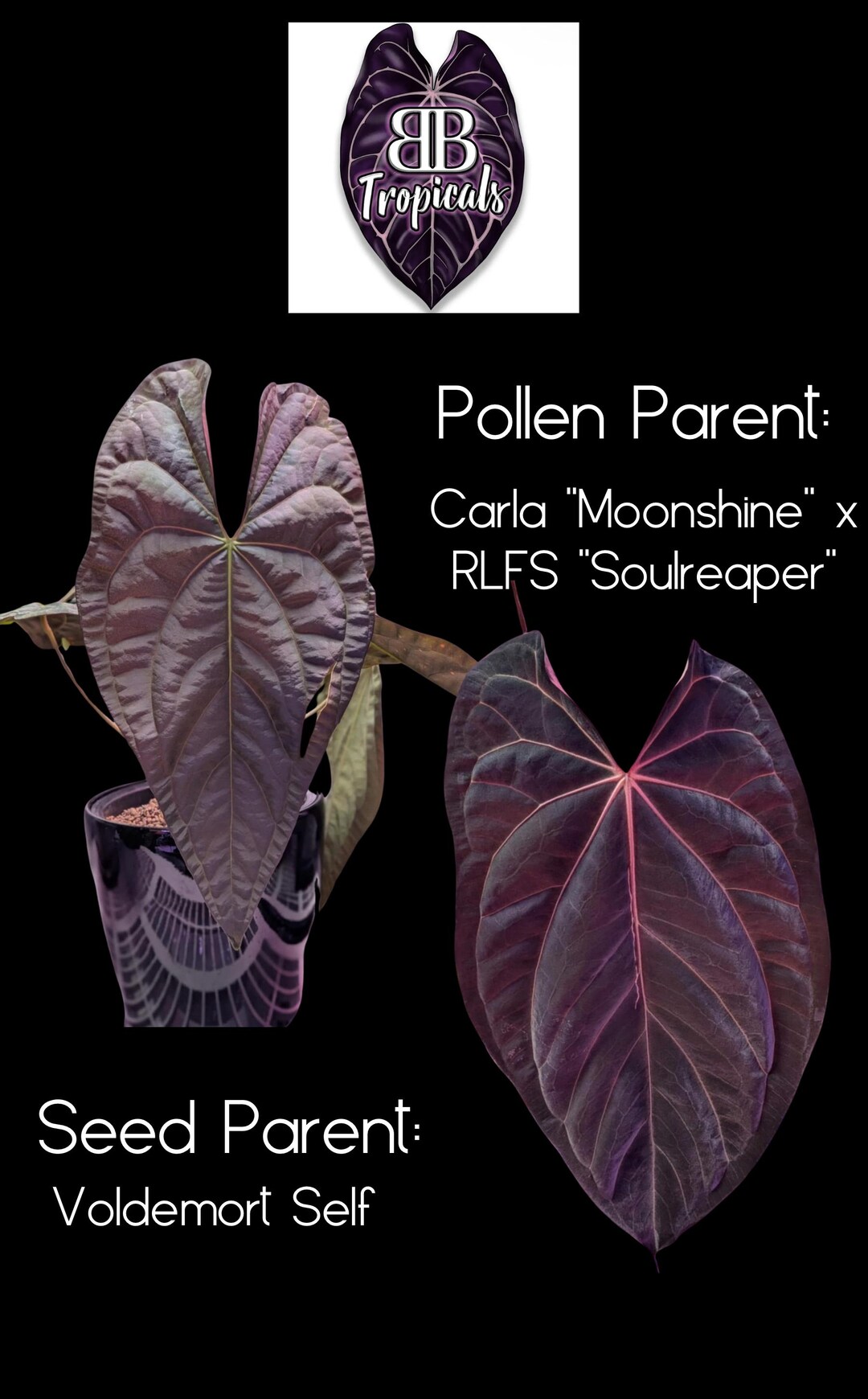 Anthurium Voldemort Self X (“moonshine” Carla X “soulreaper” RLFS) GC 1 ...