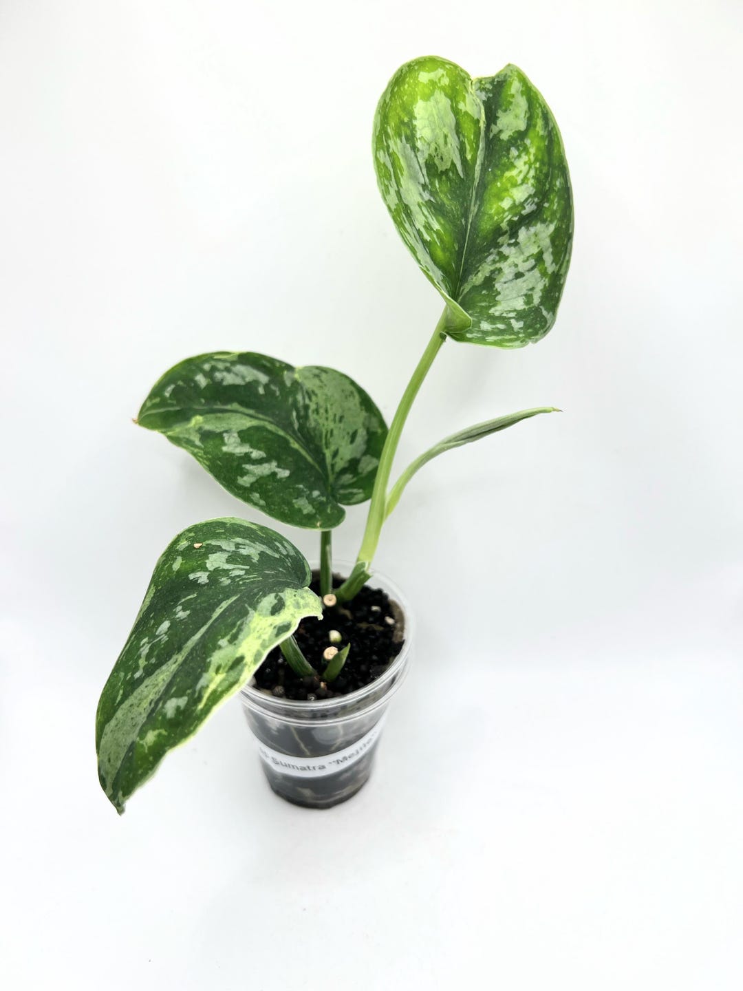 Variegated Scindapsus Exotica Sp Sumatra “mejile” - Etsy