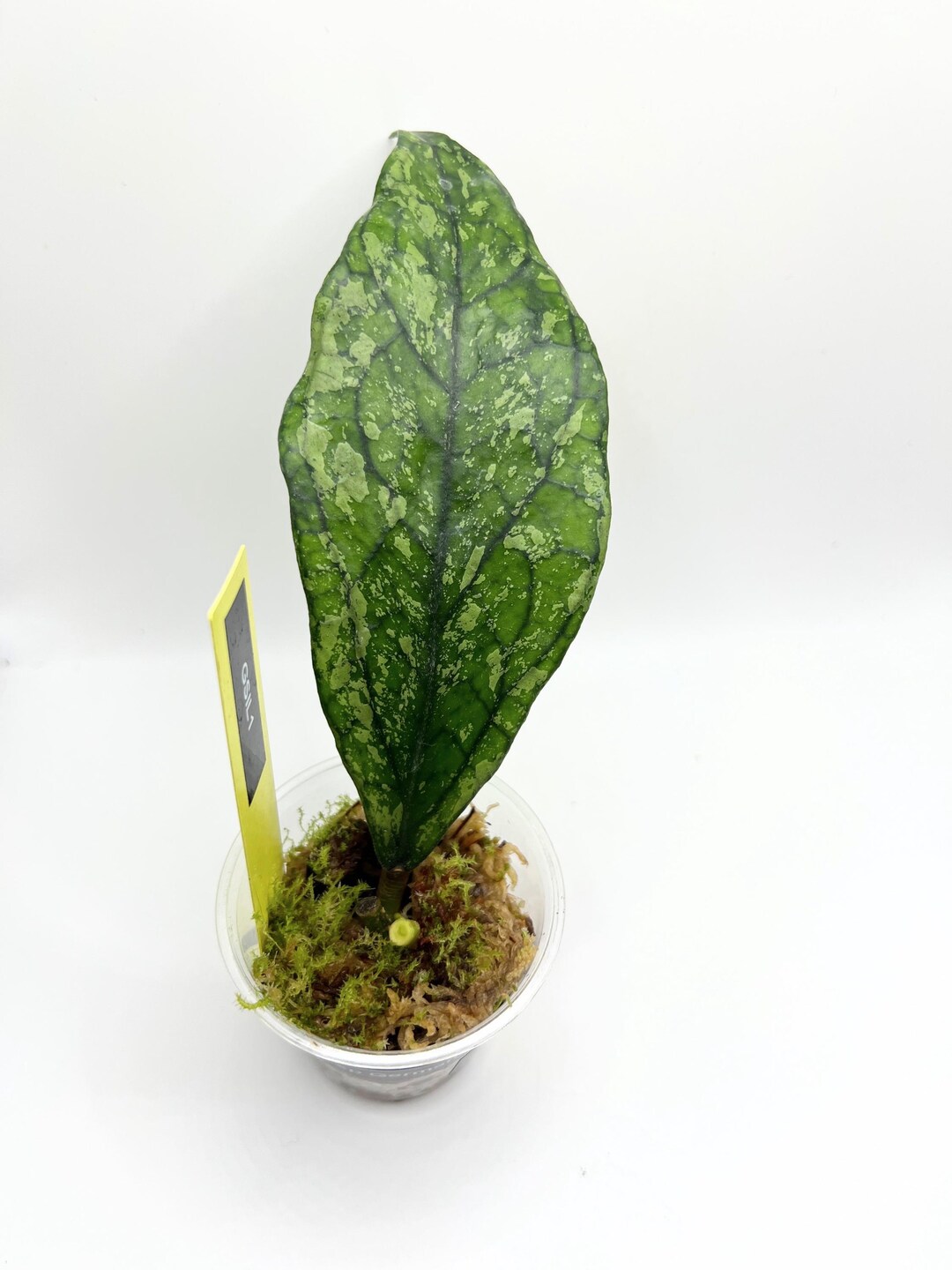 Hoya Germany Splash - Etsy