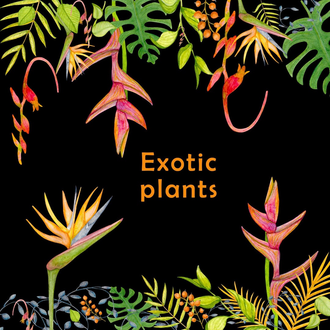 Exotic Plant, Exotic Flowers, Garden, Exotic Garden, Exotic Mug, Exotic ...