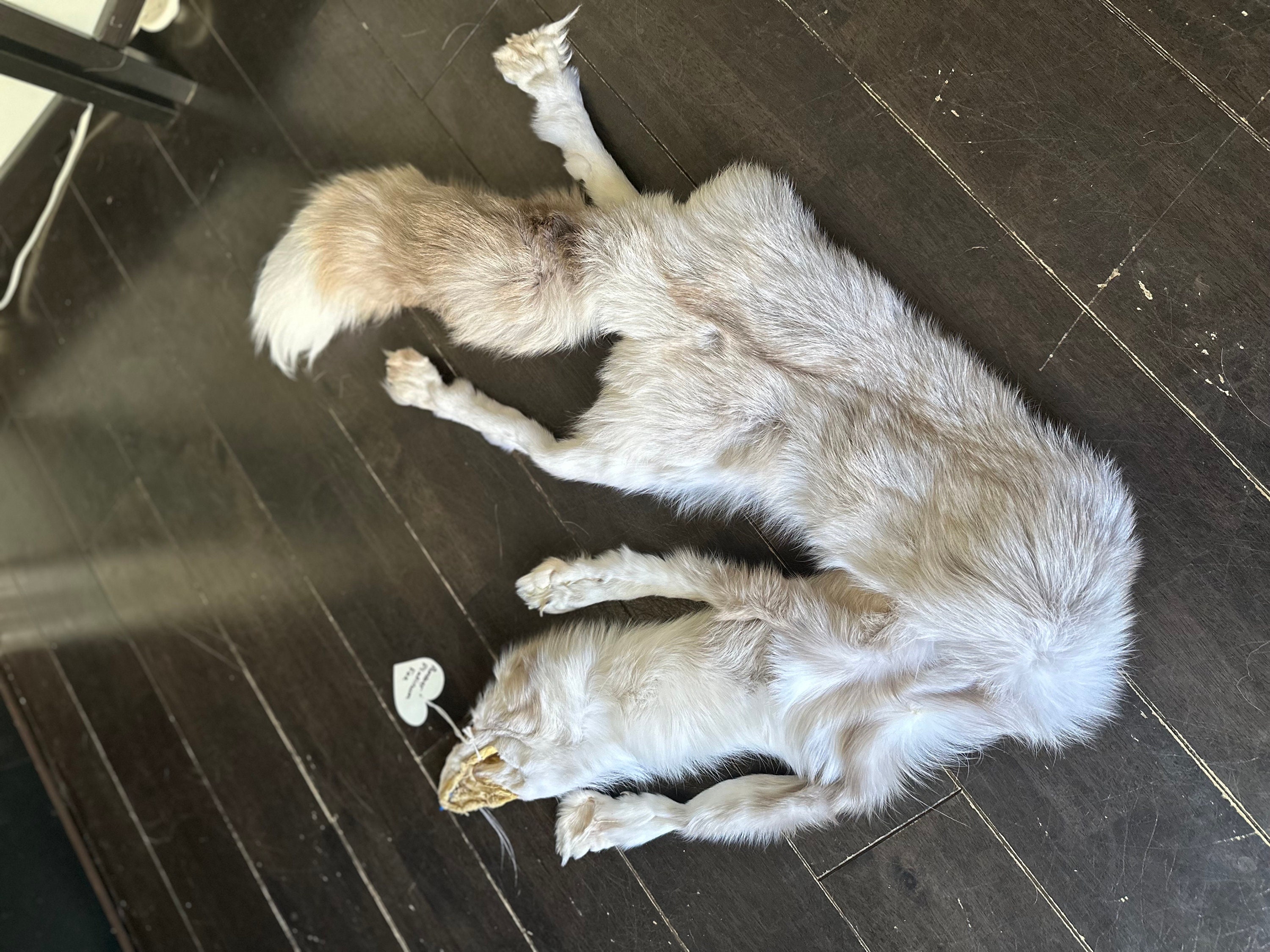 Amber Platinum Ranch Fox Pelt- Complete, Fully Mountable, Taxidermy ...