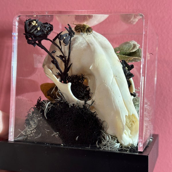 Skull Terrarium - Etsy